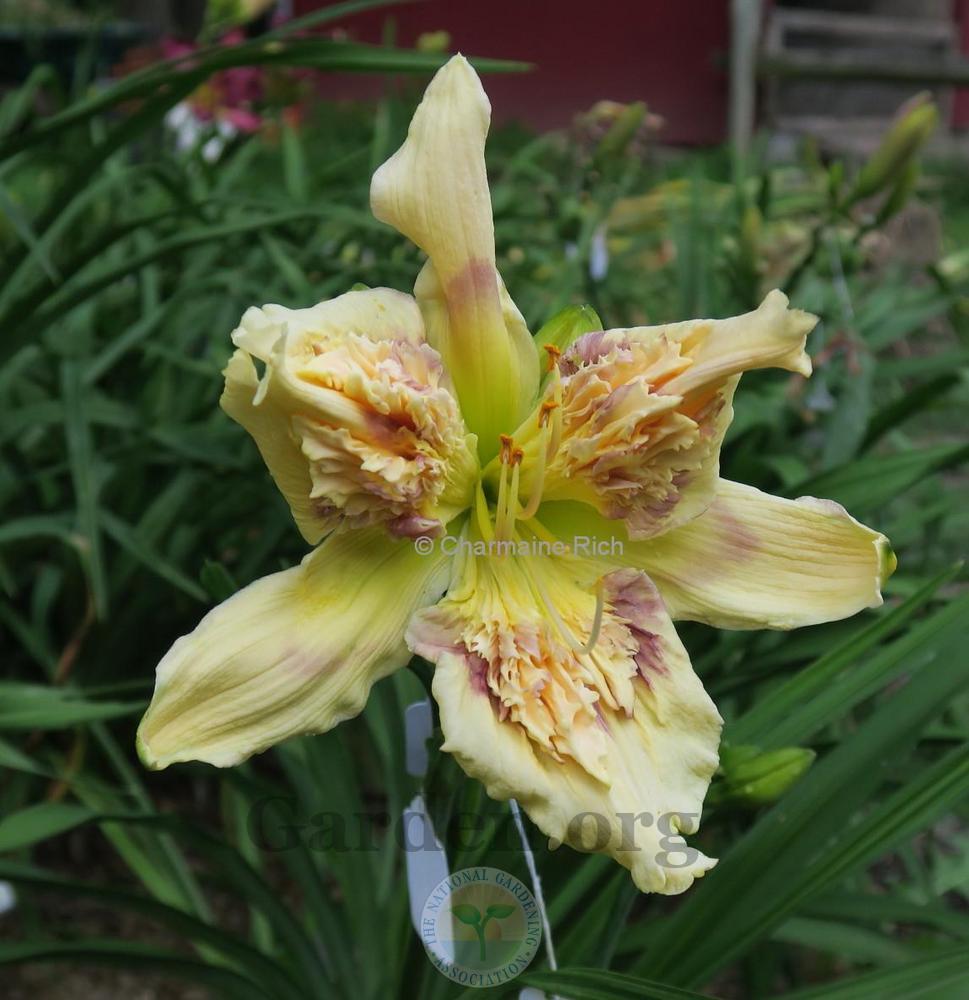 Photo of the bloom of Daylily (Hemerocallis 'Sculpted Fancy Feathers') posted by Char - Garden.org