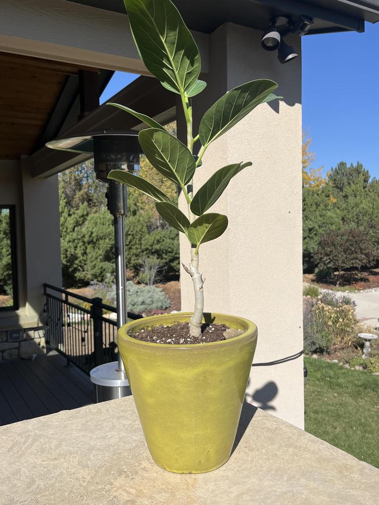 Fig Tree Sick in the Ask a Question forum - Garden.org