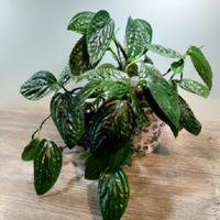 Photo of the entire plant of Monstera 'Karstenianum' posted by Mrs ...