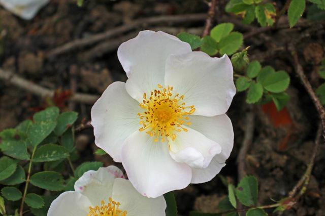 Photo of the bloom of Rose (Rosa 'Robbie Burns') posted by RuuddeBlock ...