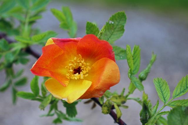 Photo of the bloom of Rose (Rosa foetida 'Austrian Copper') posted by ...