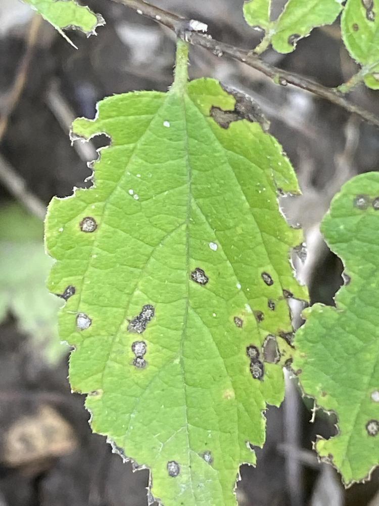 presumed hackberry in the Plant ID forum - Garden.org