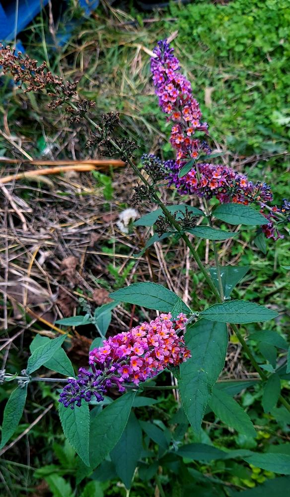 Photo of the bloom of Butterfly Bush (Buddleja davidii 'Bicolor ...