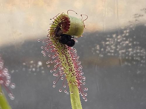 Carnivorous Drosera capensis not forming "dew" in the Ask a Question forum - Garden.org