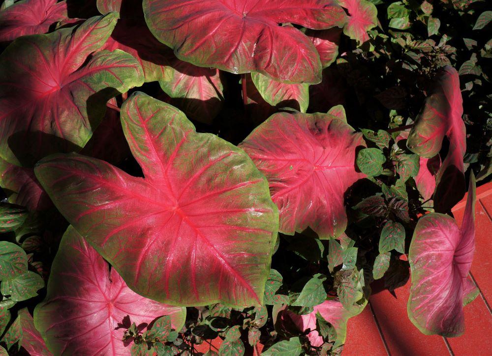 Photo of the leaves of Caladium (Caladium bicolor Heart to Heart™ Hot ...