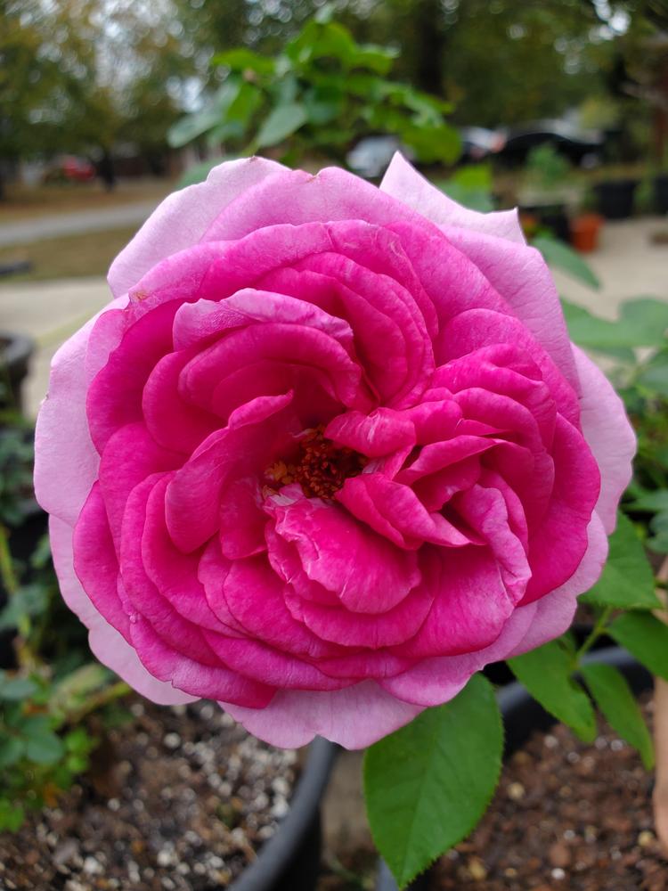 Photo of the bloom of Floribunda Rose (Rosa 'Sweet Madame Blue') posted ...