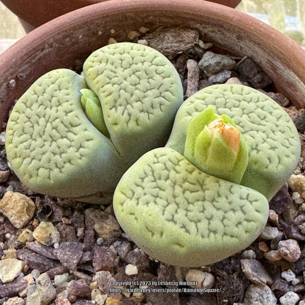 Photo of the closeup of buds, sepals and receptacles of Living stones ...