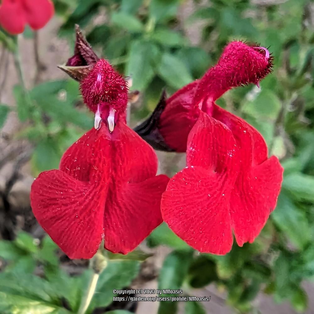 Photo of the stamens, filaments and pistils of Autumn Sage (Salvia ...