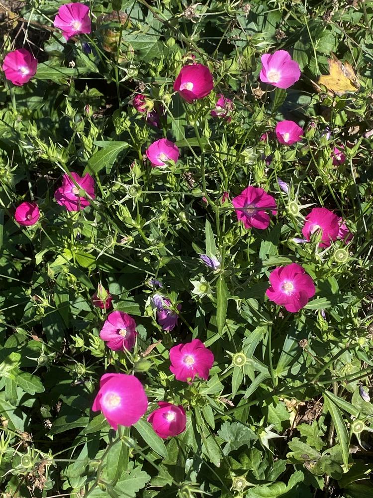 Photo of the bloom of Poppy Mallow (Callirhoe bushii) posted by SL ...