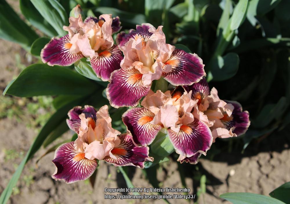 Photo of the bloom of Standard Dwarf Bearded Iris (Iris 'Prykrasa') posted by Valery33 - Garden.org