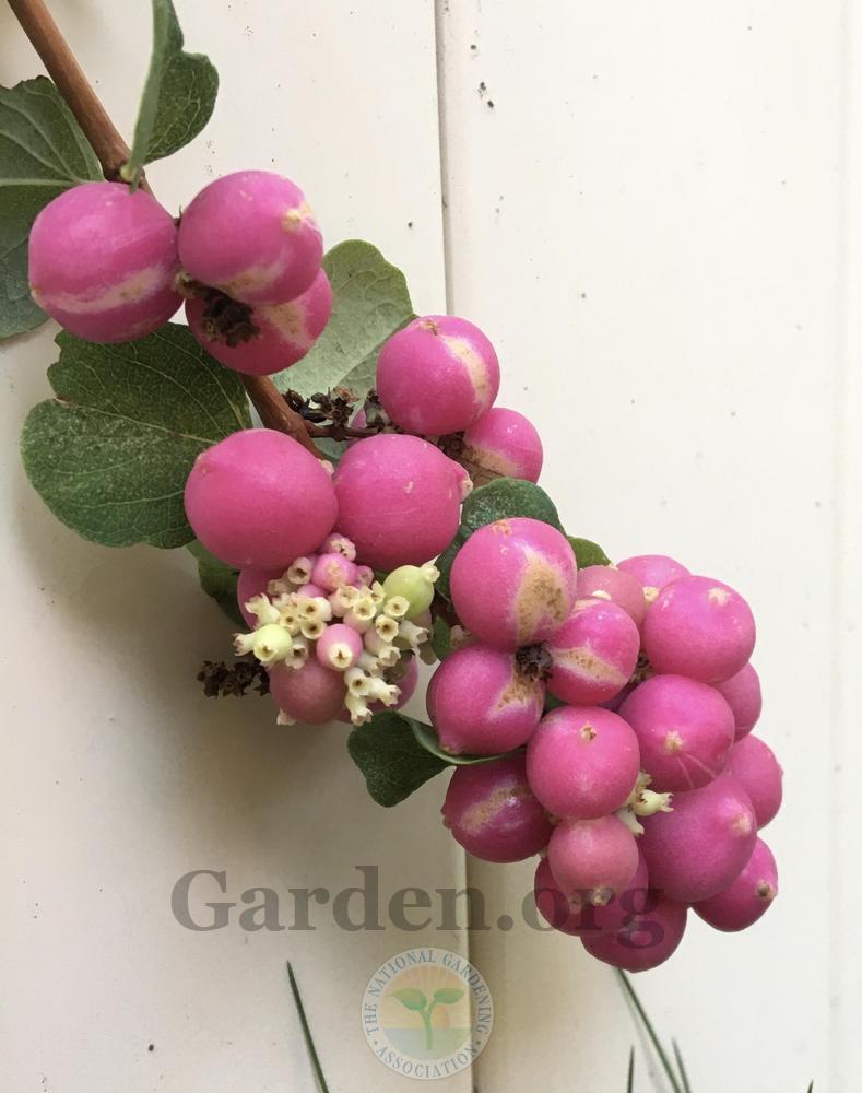 Doorenbos' Coralberry (Symphoricarpos Marleen®) - Garden.org