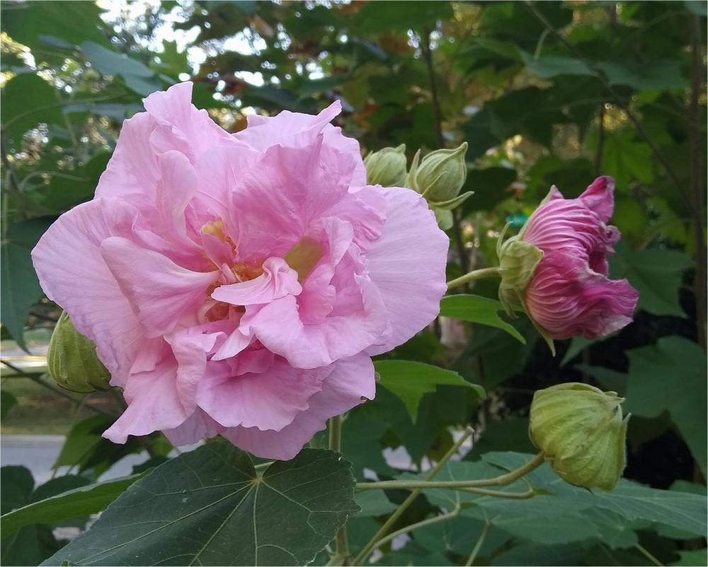 Photo of the bloom of Confederate Rose Mallow (Hibiscus mutabilis ...