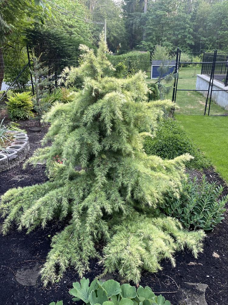 Deodar Cedar (Cedrus deodara 'Cream Puff') - Garden.org