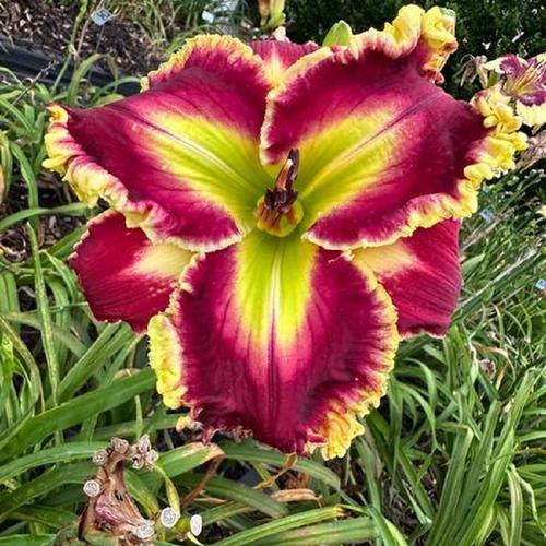 Daylily (Hemerocallis 'Ruby Sizzler') in the Daylilies Database - Garden.org