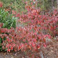 Photo of the fall color of Pink Flowering Dogwood (Cornus florida ...