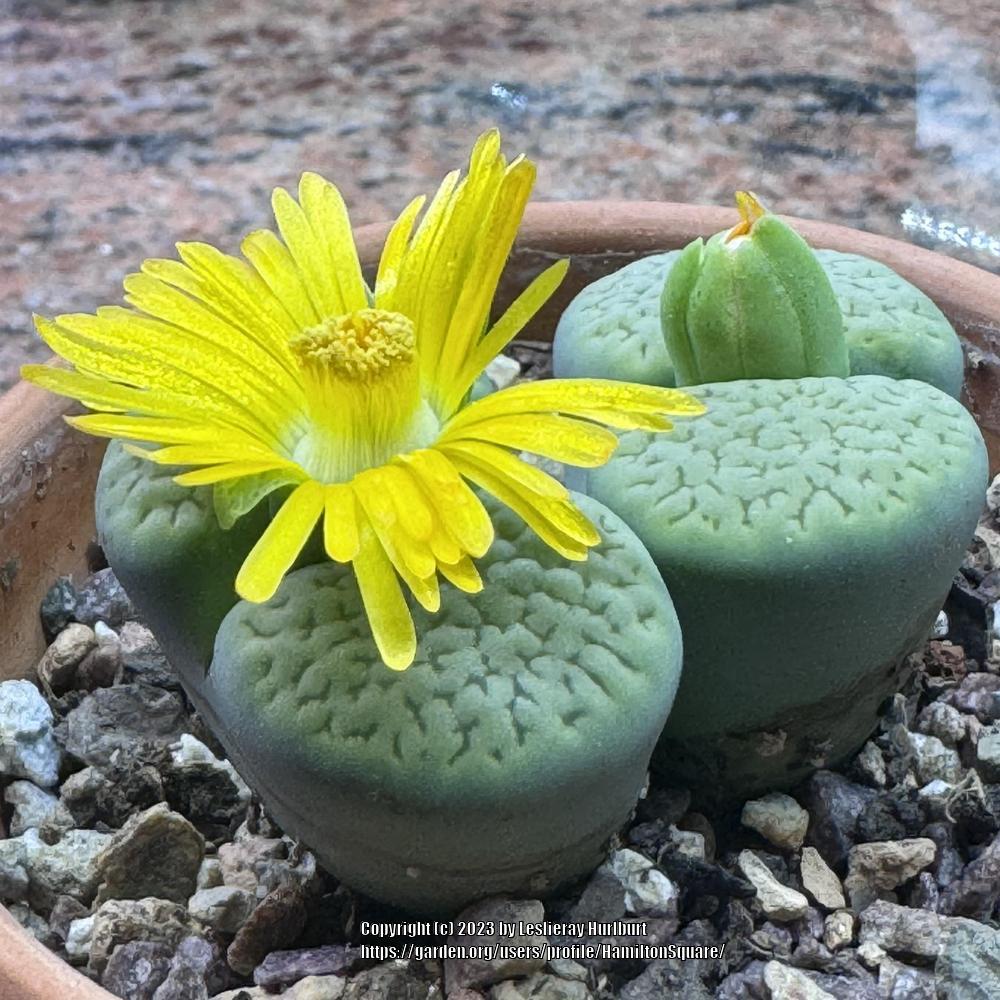 Photo of the bloom of Living stones (Lithops hookeri var. dabneri ...