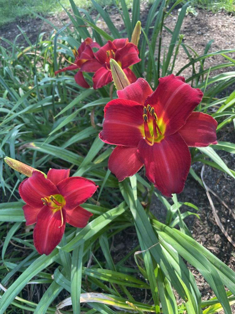 Photo of the bloom of Daylily (Hemerocallis 'Chicago Ruby') posted by ...