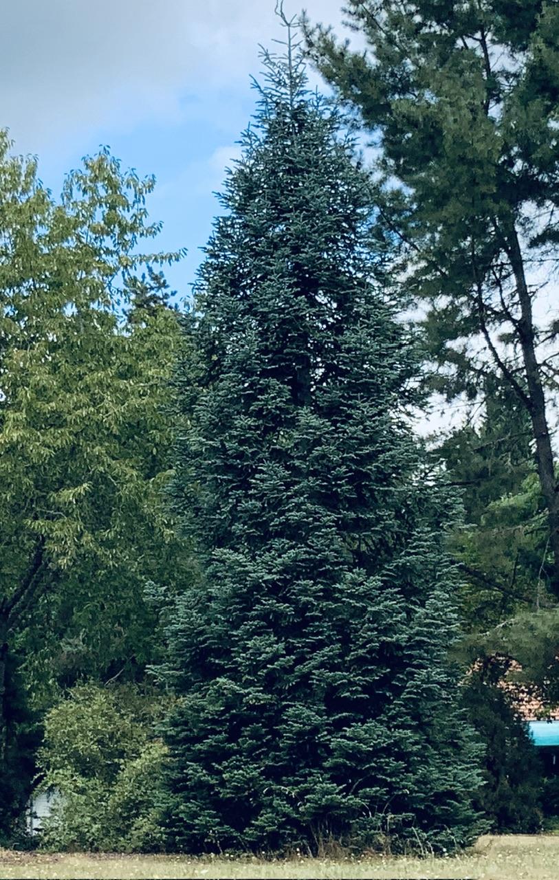 Noble Fir (Abies procera) - Garden.org