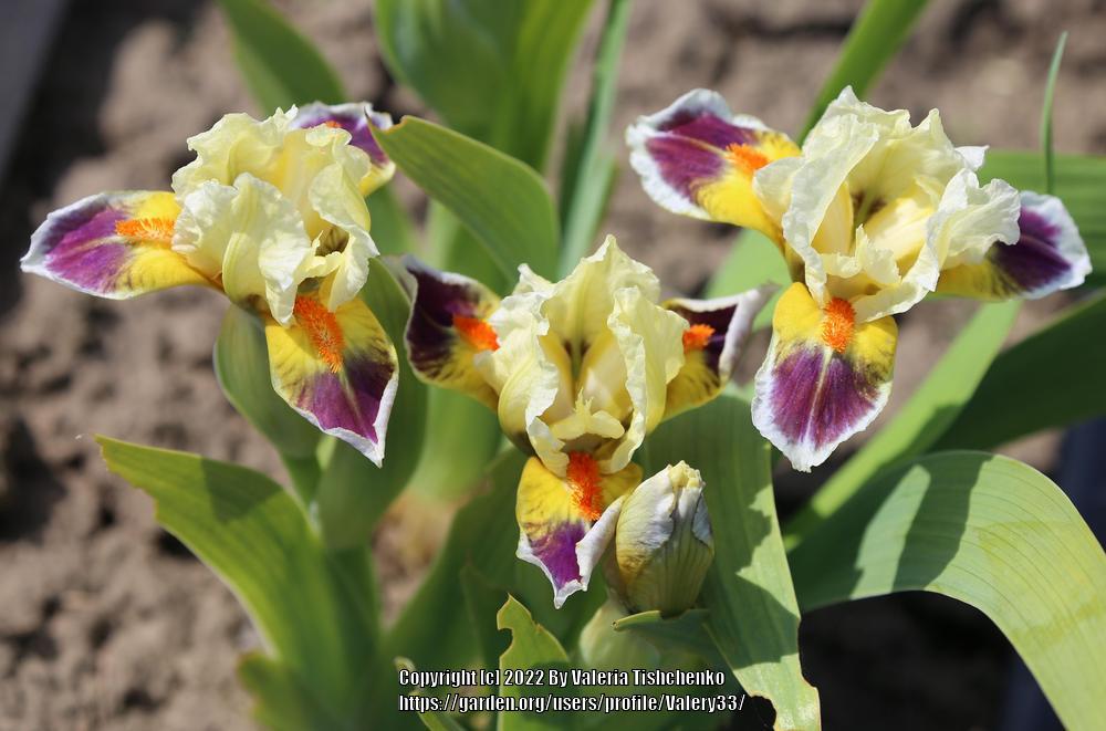 Standard Dwarf Bearded Iris (Iris 'Here Come the Clowns') in the Irises ...