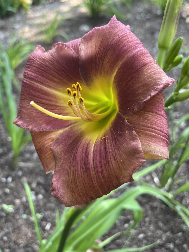 Photo of the bloom of Daylily (Hemerocallis 'Coffee Frenzy') posted by ...