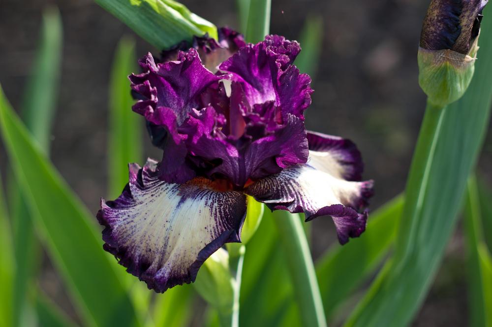 Tall Bearded Iris (Iris 'Deep Currents') in the Irises Database ...