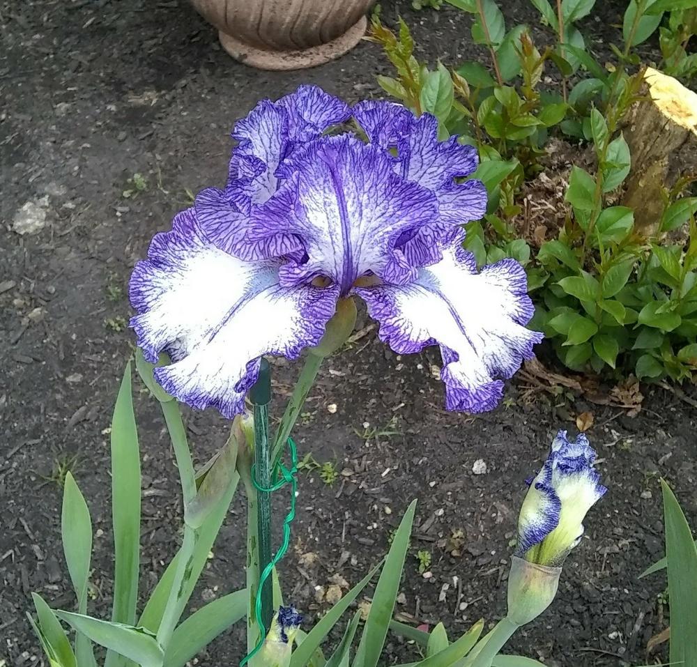 Photo of the bloom of Tall Bearded Iris (Iris 'Ink Patterns') posted by ...