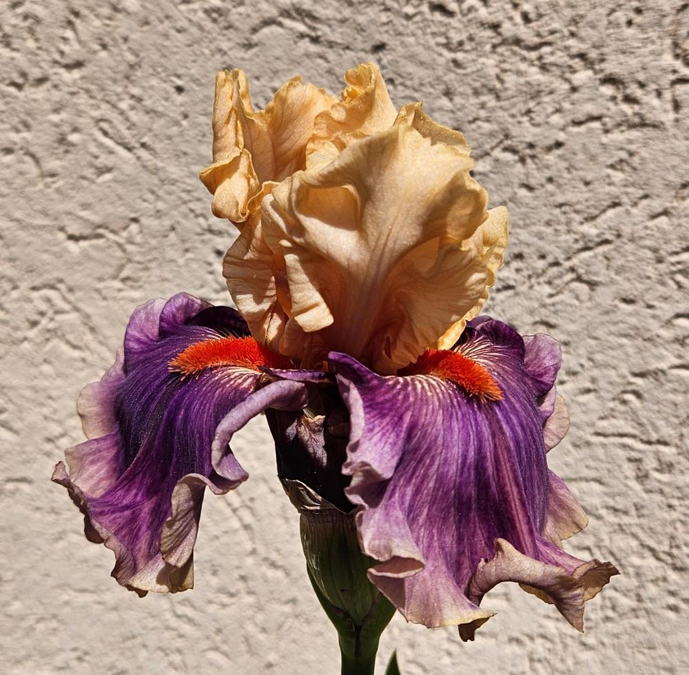 Photo of the bloom of Tall Bearded Iris (Iris 'Smith Rock') posted by ...