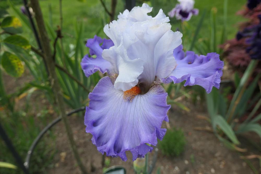 Photo of the bloom of Tall Bearded Iris (Iris 'Casting Call') posted by ...