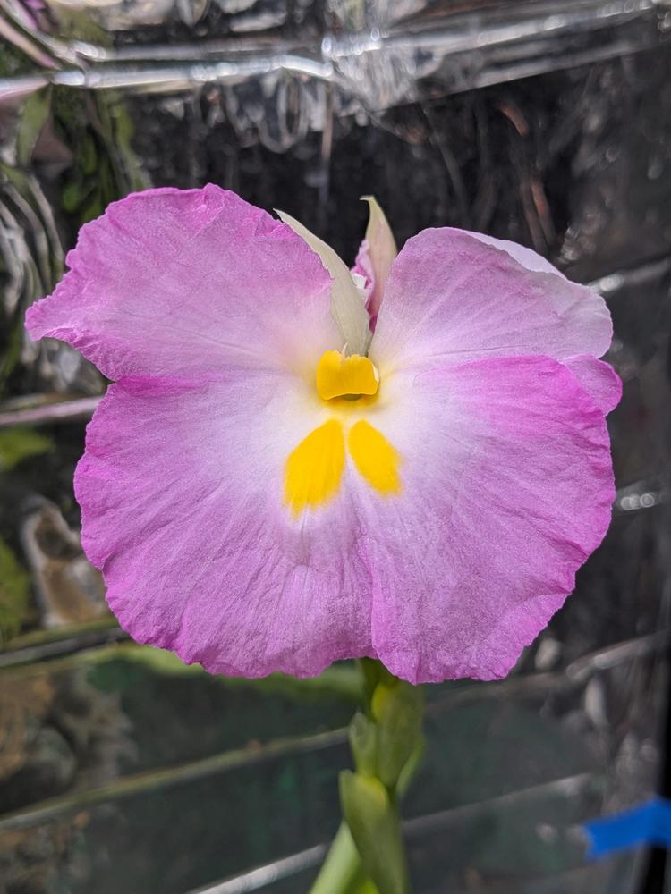 Pink Trumpet Ginger (Siphonochilus kirkii) - Garden.org
