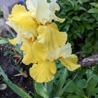 Tall Bearded Iris (Iris 'Alpine Journey') in the Irises Database ...