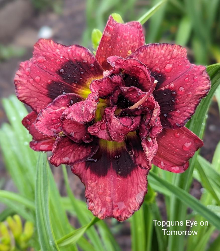 Daylily (Hemerocallis 'Topguns Eye on Tomorrow') in the Daylilies Database - Garden.org