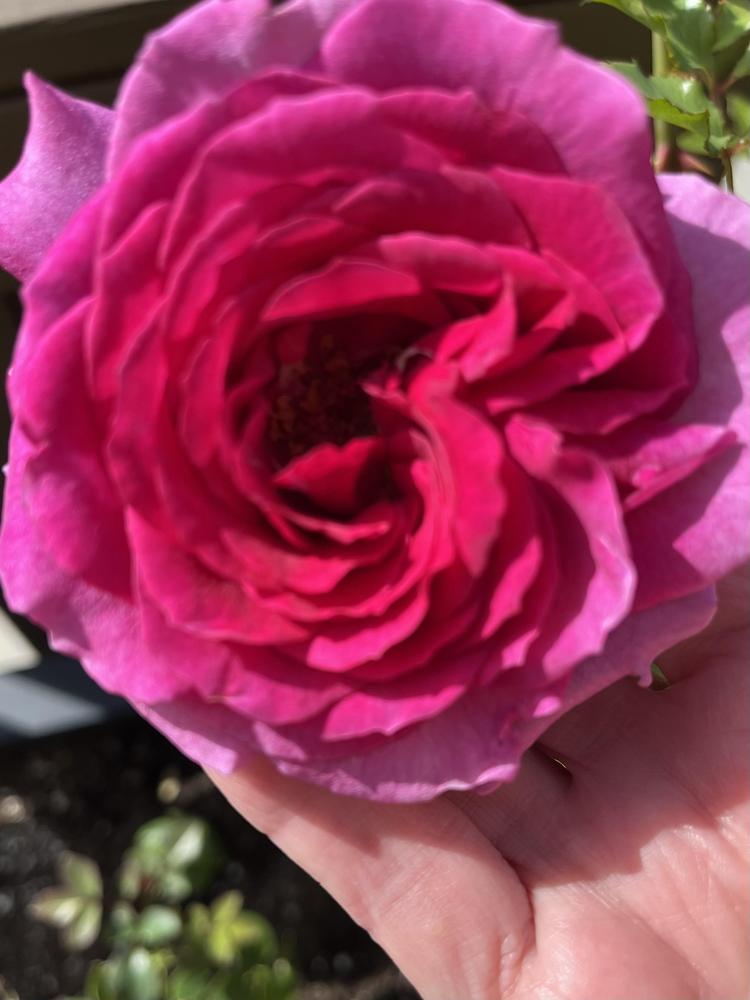 Floribunda Rose (Rosa 'Sweet Madame Blue') in the Roses Database ...
