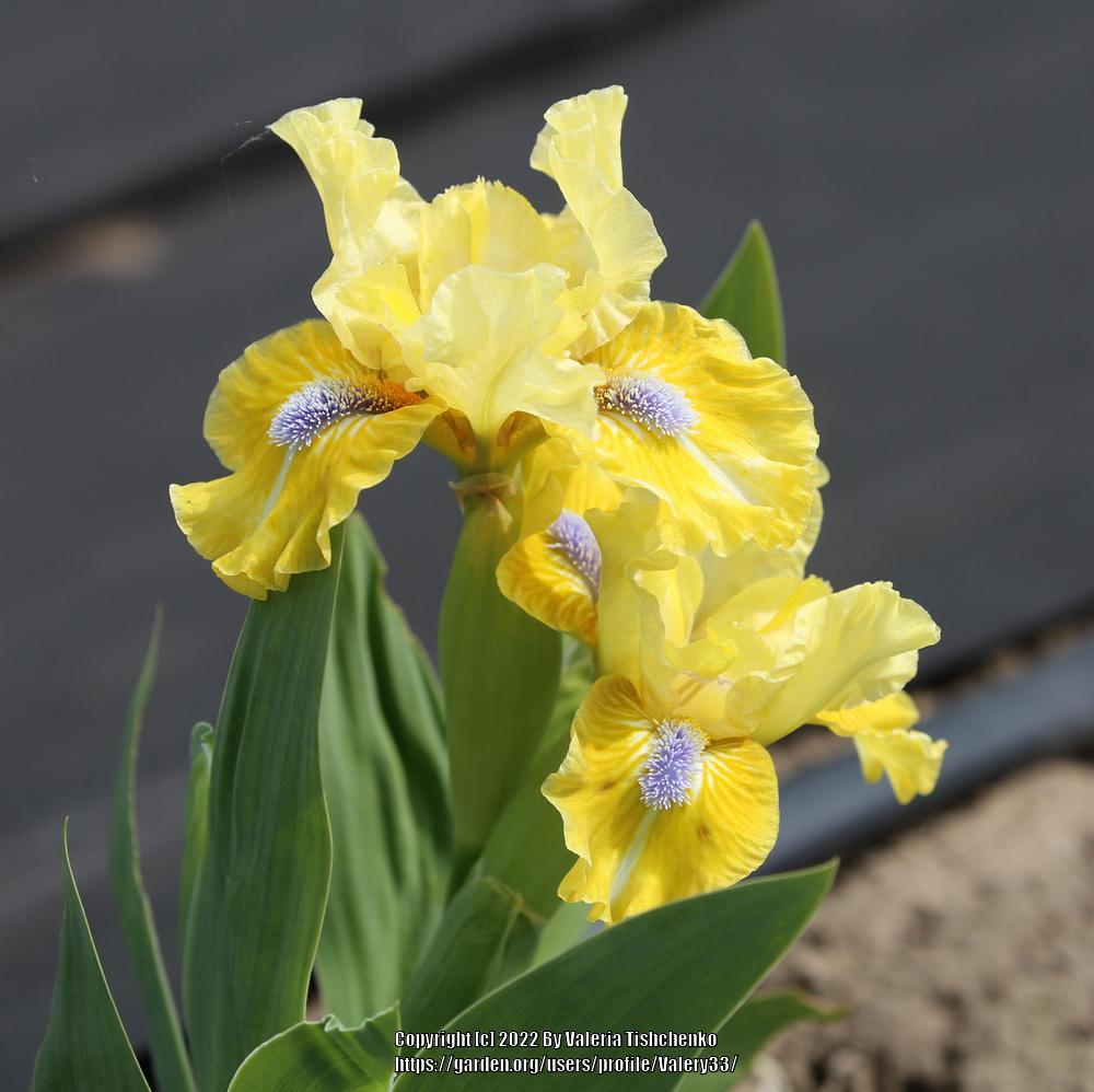Photo of the bloom of Standard Dwarf Bearded Iris (Iris 'Rosa na Sontsi ...