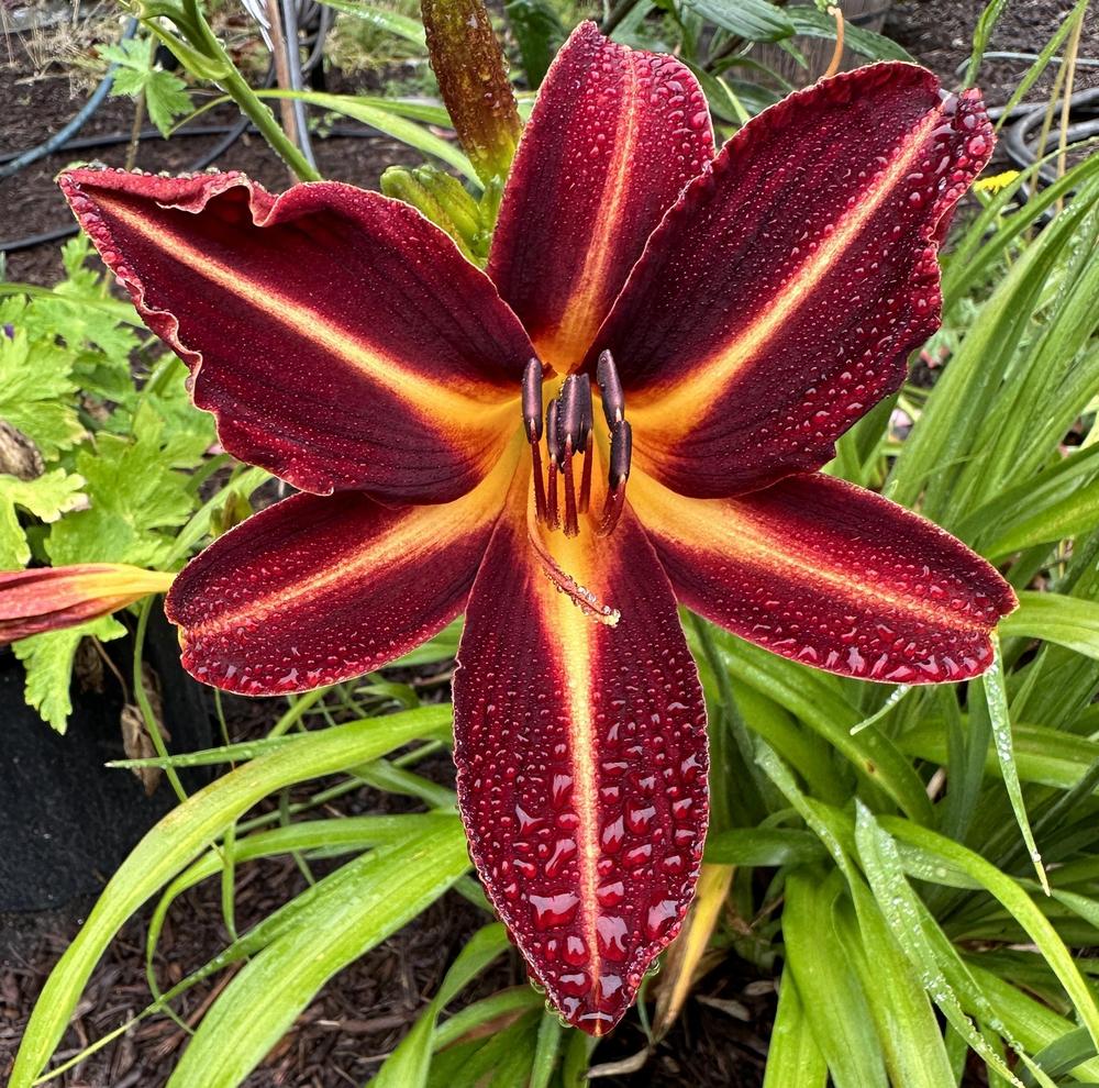 Photo of the bloom of Daylily (Hemerocallis 'Ahoya') posted by ...
