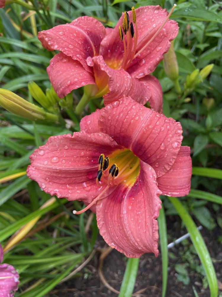 Photo of the bloom of Daylily (Hemerocallis 'Decatur Cherry Smash ...