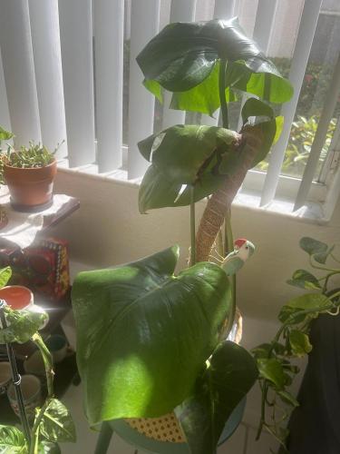 Monstera path to recovery after rust fungus in the Ask a Question forum ...