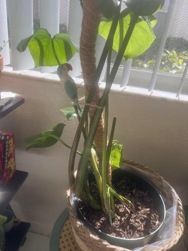 Monstera path to recovery after rust fungus in the Ask a Question forum ...