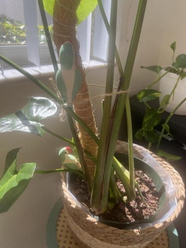 Monstera path to recovery after rust fungus in the Ask a Question forum ...