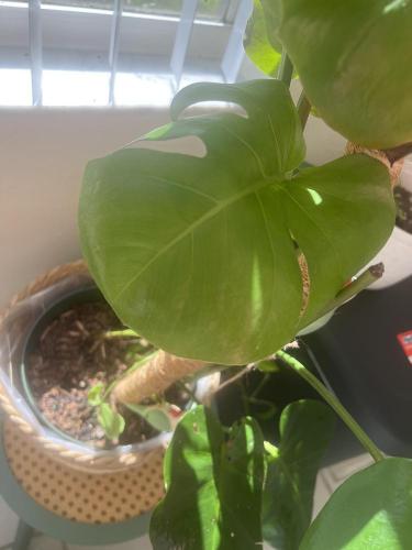 Monstera path to recovery after rust fungus in the Ask a Question forum ...