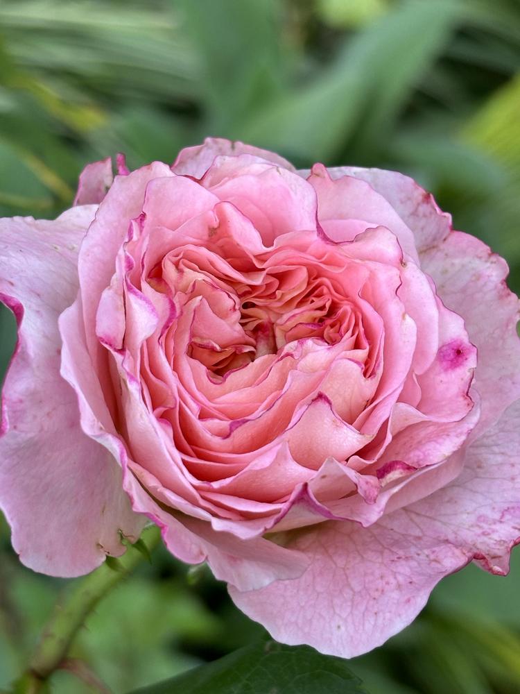 Photo of the bloom of Rose (Rosa 'Augusta Luise') posted by Elena999 ...