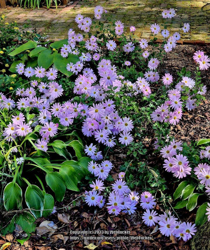 Photo of the bloom of Hardy Chrysanthemum (Chrysanthemum 'Hillside ...