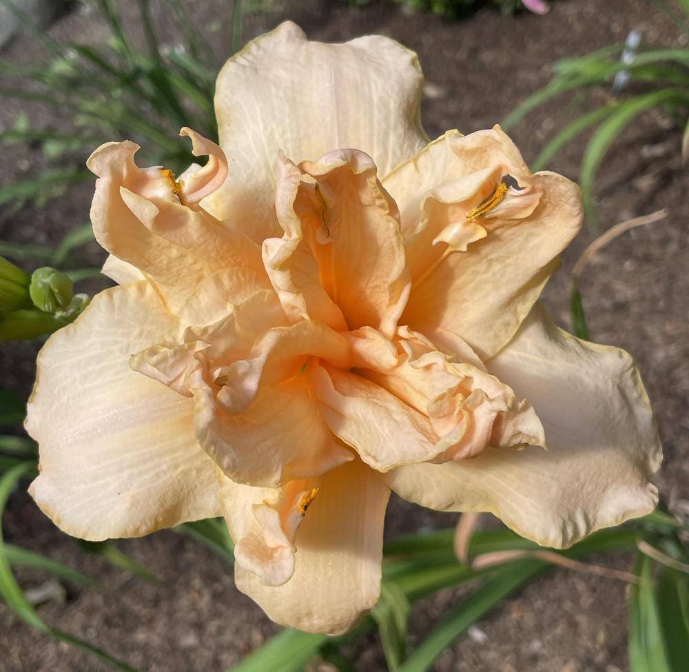 Photo of the bloom of Daylily (Hemerocallis 'Double Peach Basket ...