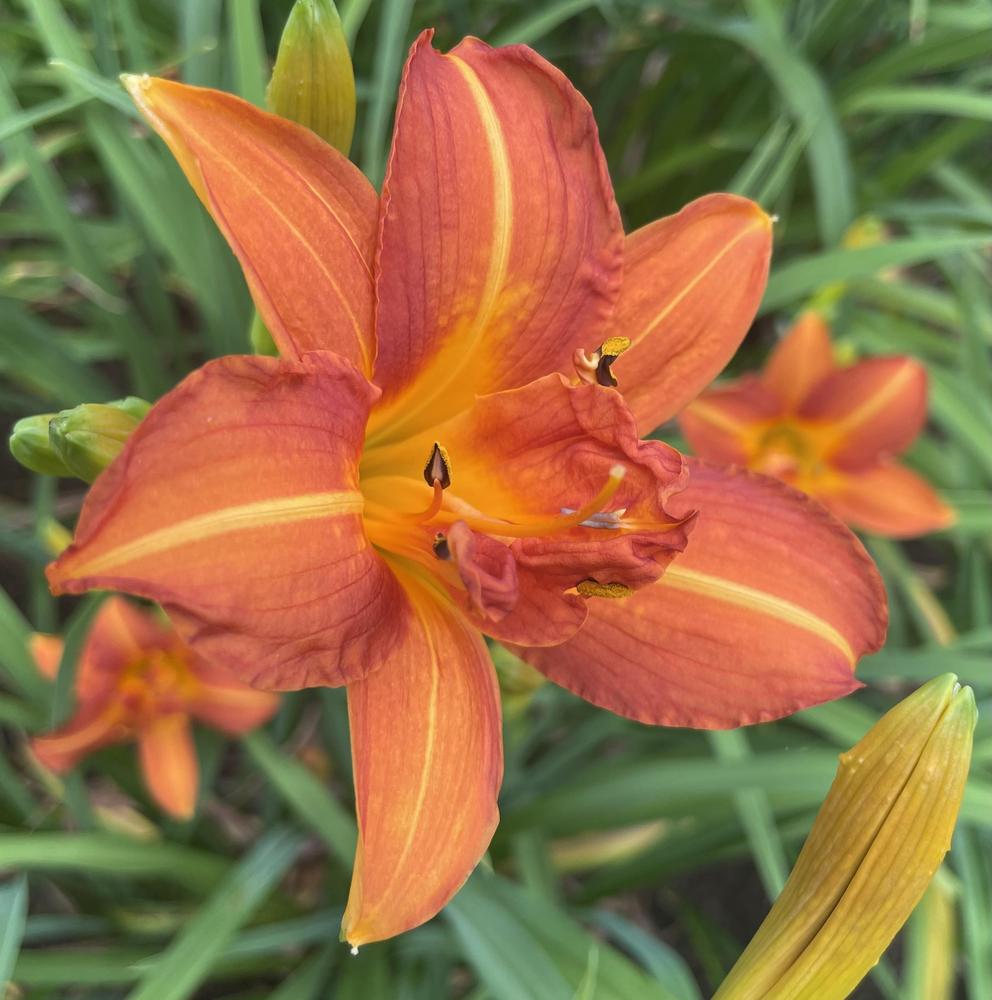 Daylily (Hemerocallis 'Double Tulip') in the Daylilies Database - Garden.org