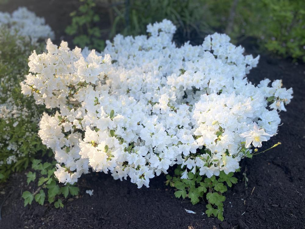 Japanese Azalea (Rhododendron 'Hino White Dwarf') in the Rhododendrons ...