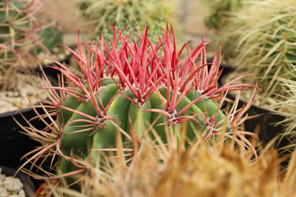 Photo of the thorns, spines, prickles or teeth of Mexican Fire Barrel ...