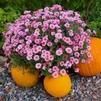 Photo of the entire plant of Garden Mum (Chrysanthemum 'Staviski Pink ...