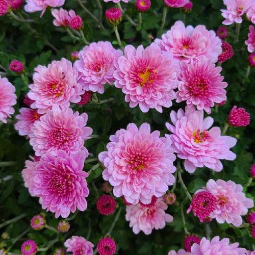 Garden Mum (Chrysanthemum 'Staviski Pink') - Garden.org