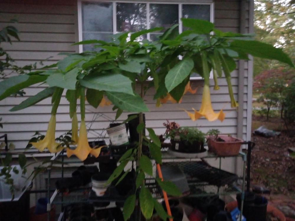Growing tropicals in the Mid-Atlantic - Brugmansia in the Mid Atlantic ...