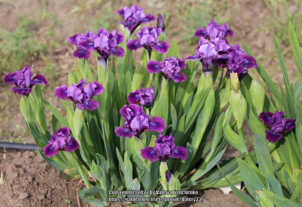 Photo of the bloom of Standard Dwarf Bearded Iris (Iris 'Plum Twist') posted by Valery33 ...