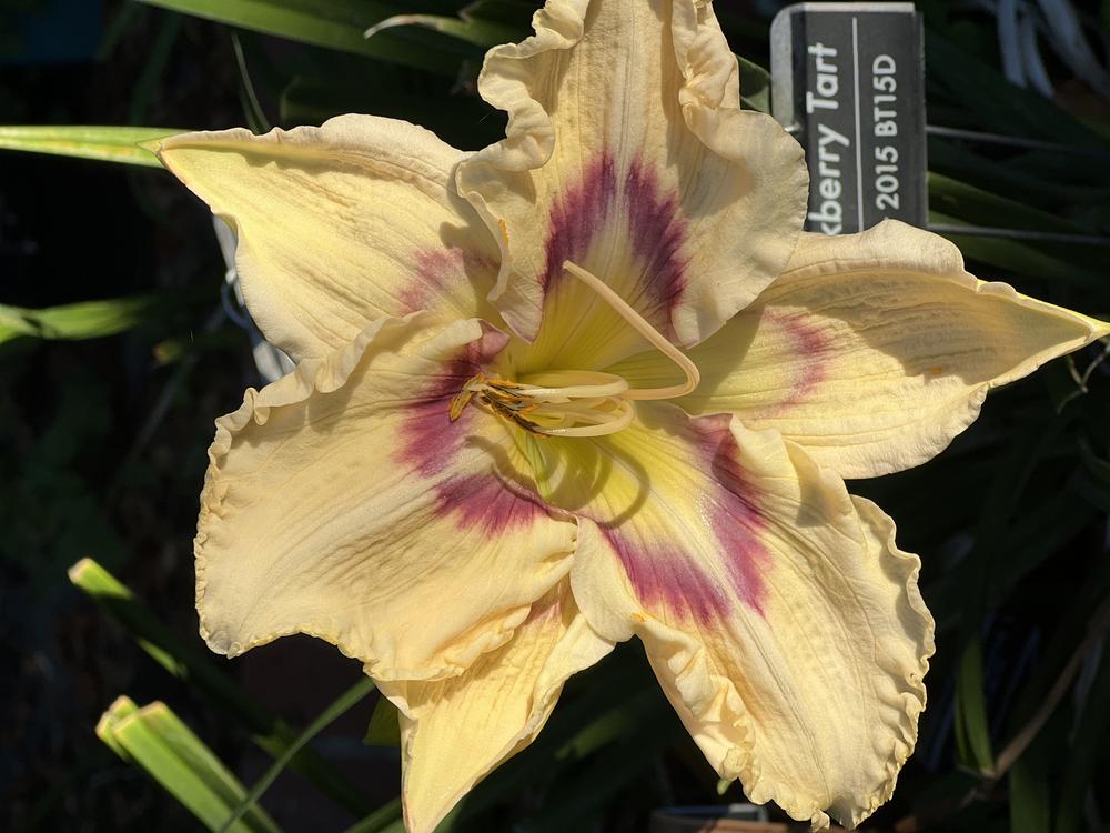 Photo of the bloom of Daylily (Hemerocallis 'Blackberry Tart') posted ...